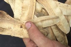 Reforestation durable en Amazonie équatorienne - Ishpingo