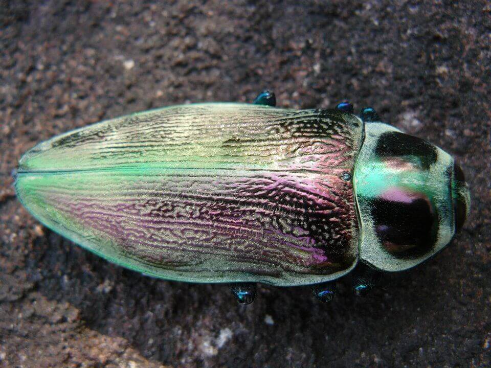 Photos gallery - Ishpingo