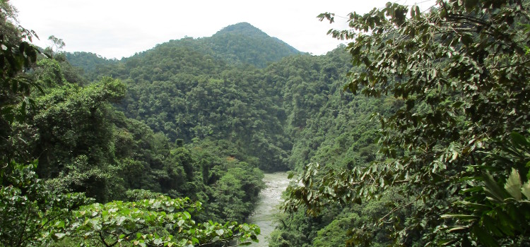 Etude et protection de la biodiversité en Amazonie équatorienne - Ishpingo